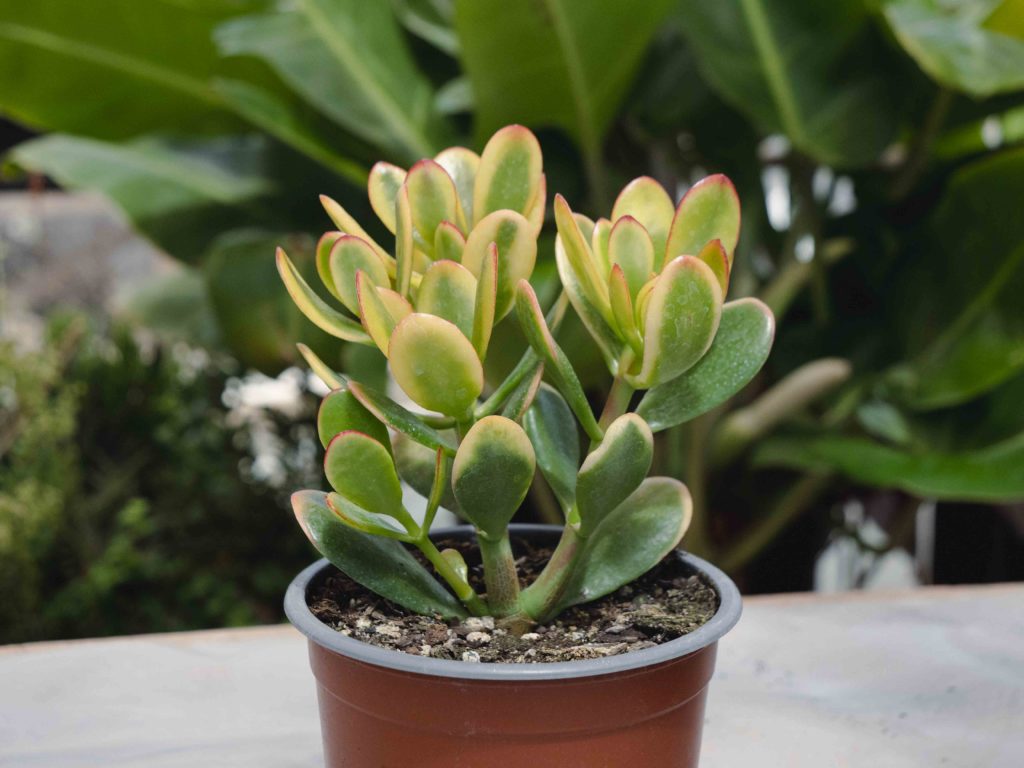 Crassula Ovata Tricolor | Vivero Vitaflor